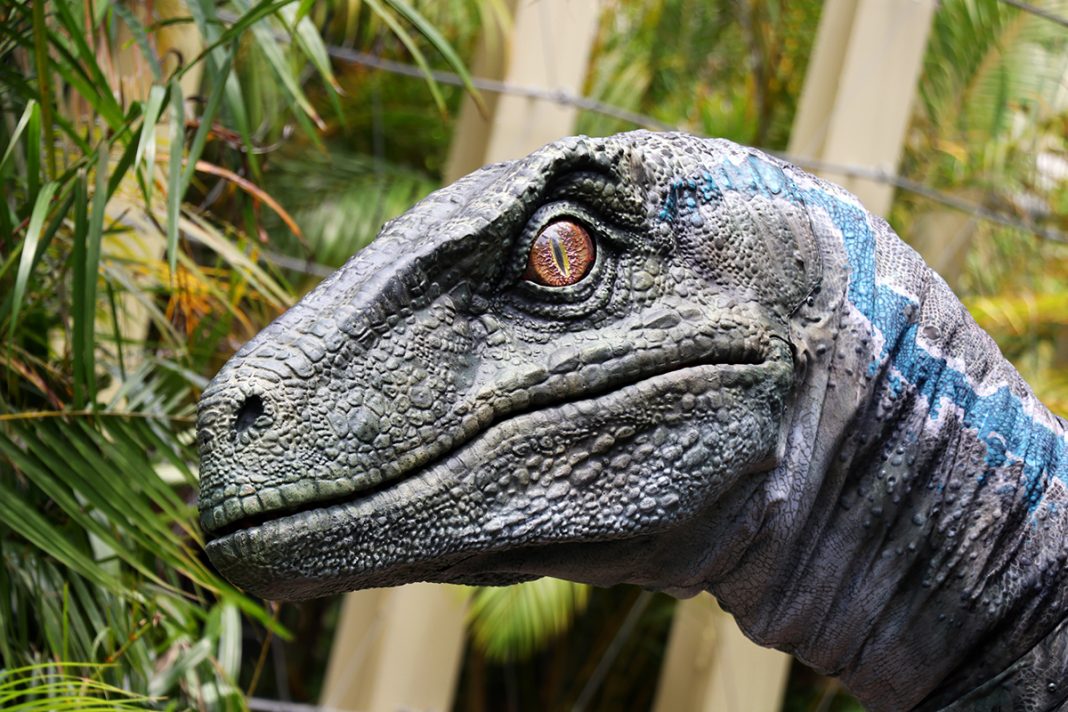 Blue the Raptor debuts at Universal Orlando and Universal Studios ...