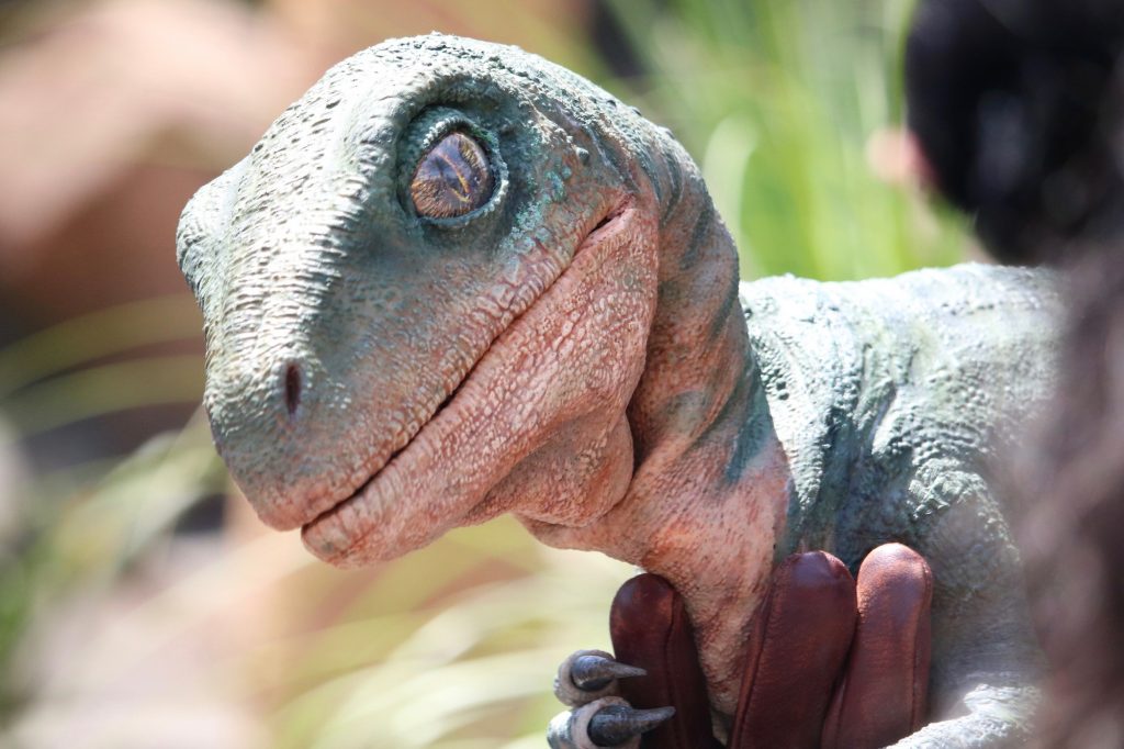 Raptor and Triceratops Encounters debut in Jurassic World at Universal ...